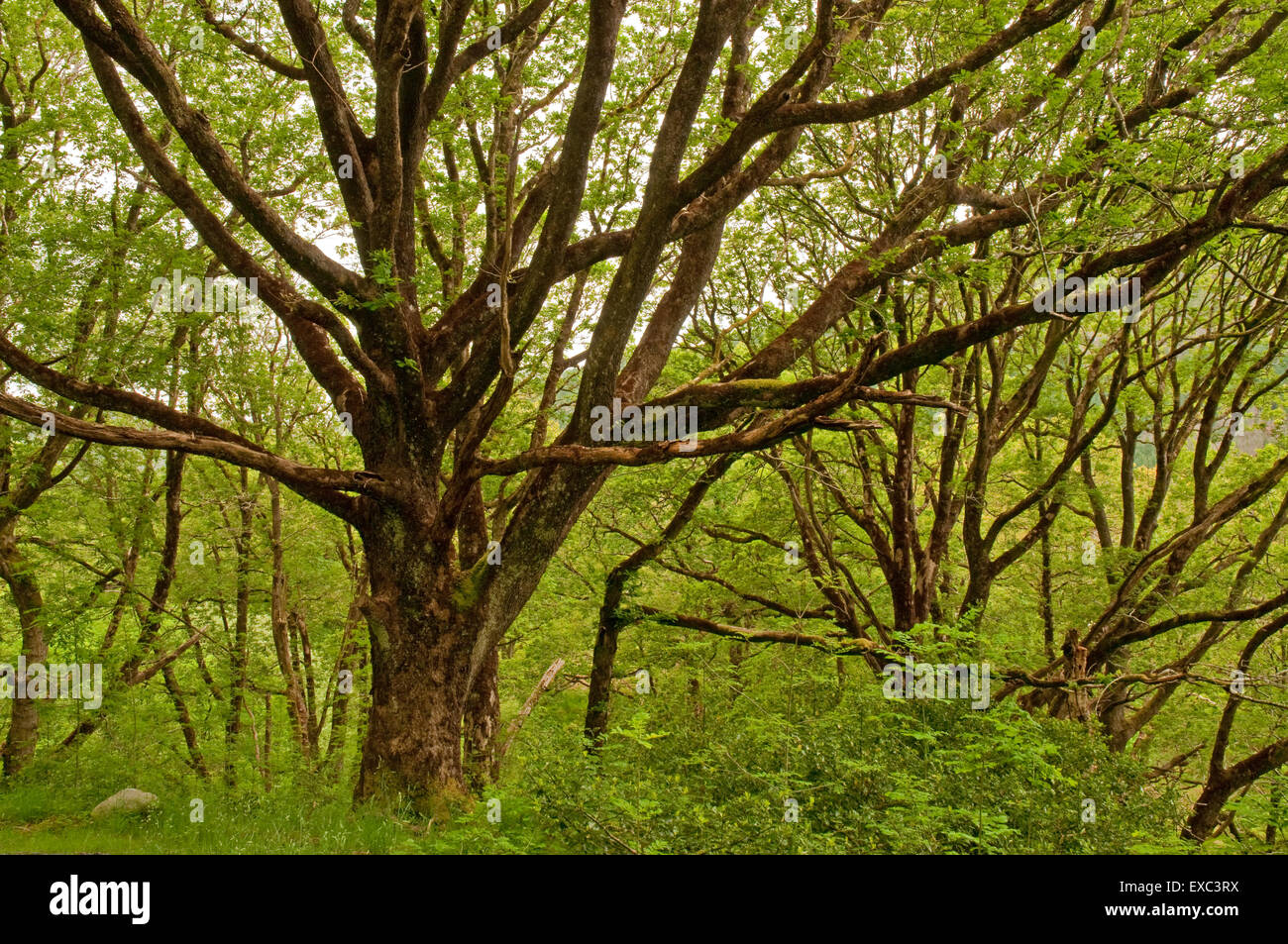 Scottish oak tree hi-res stock photography and images - Alamy