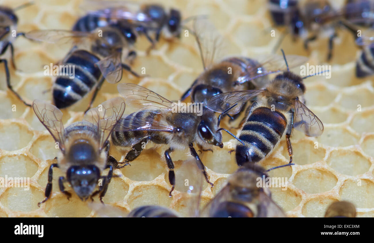 Closeup of worker bees on the honeycomb Stock Photo - Alamy