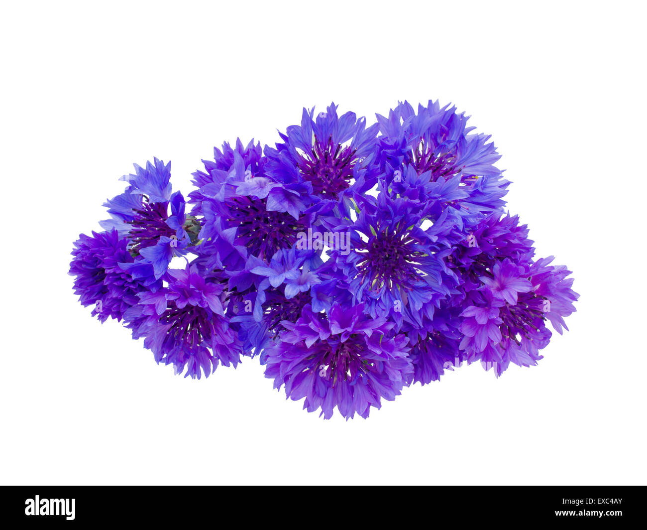 bouquet of cornflowers Stock Photo - Alamy