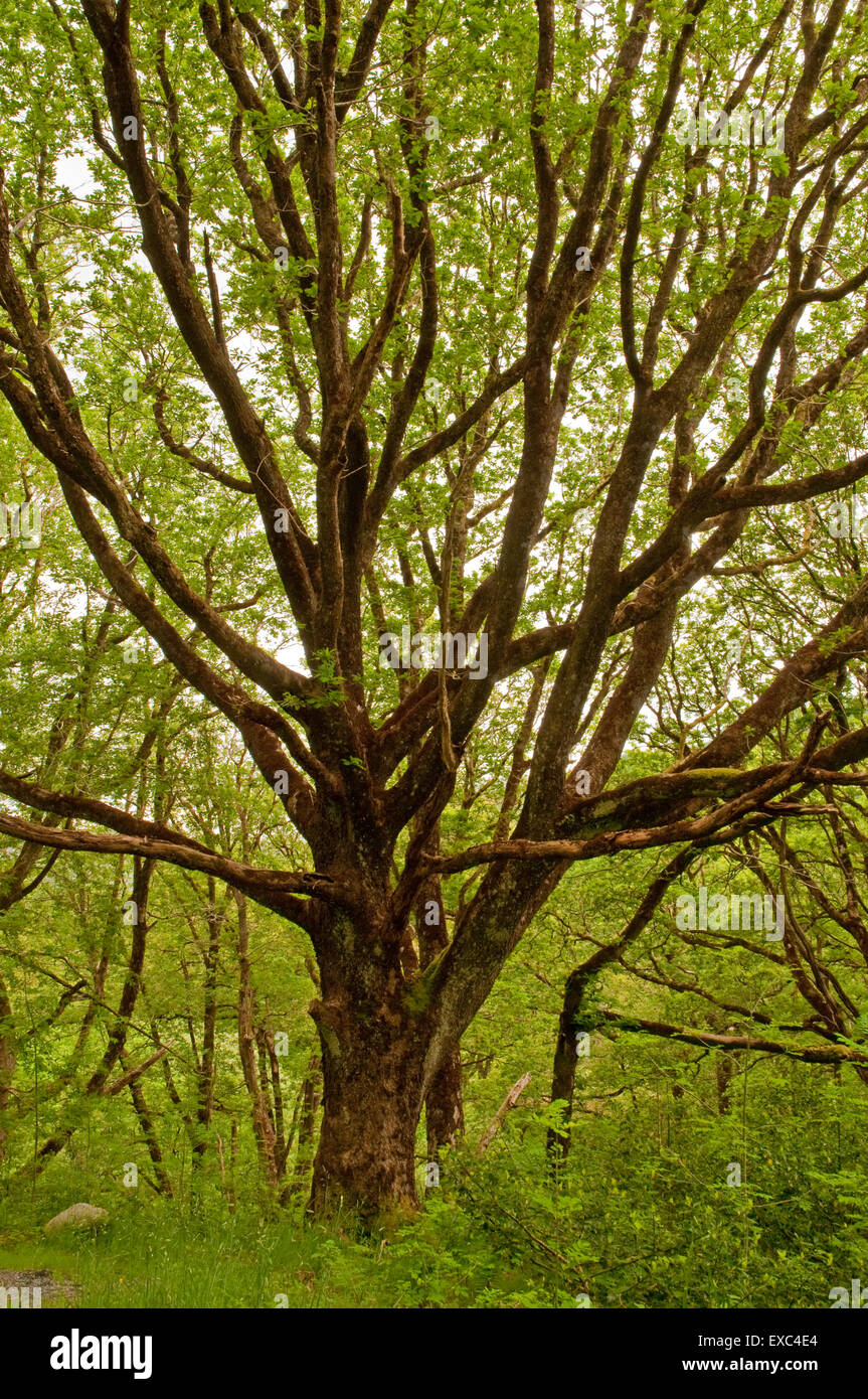 Sessile Oak Tree in Glen Trool Stock Photo - Alamy
