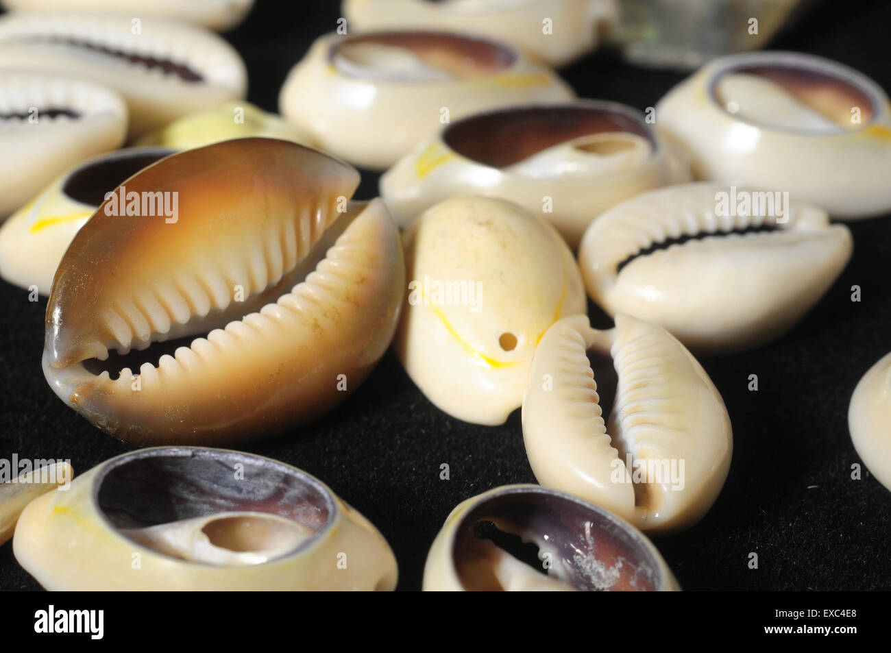 Tusk Shell Stock Photos & Tusk Shell Stock Images - Alamy