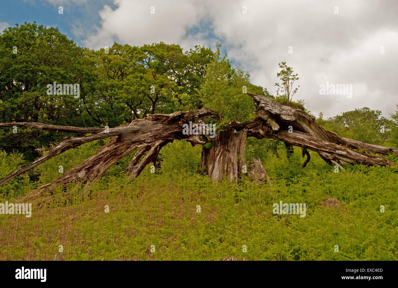 Sessile Oak Tree Stump with Birch and Rowan Trees growing on it Stock ...