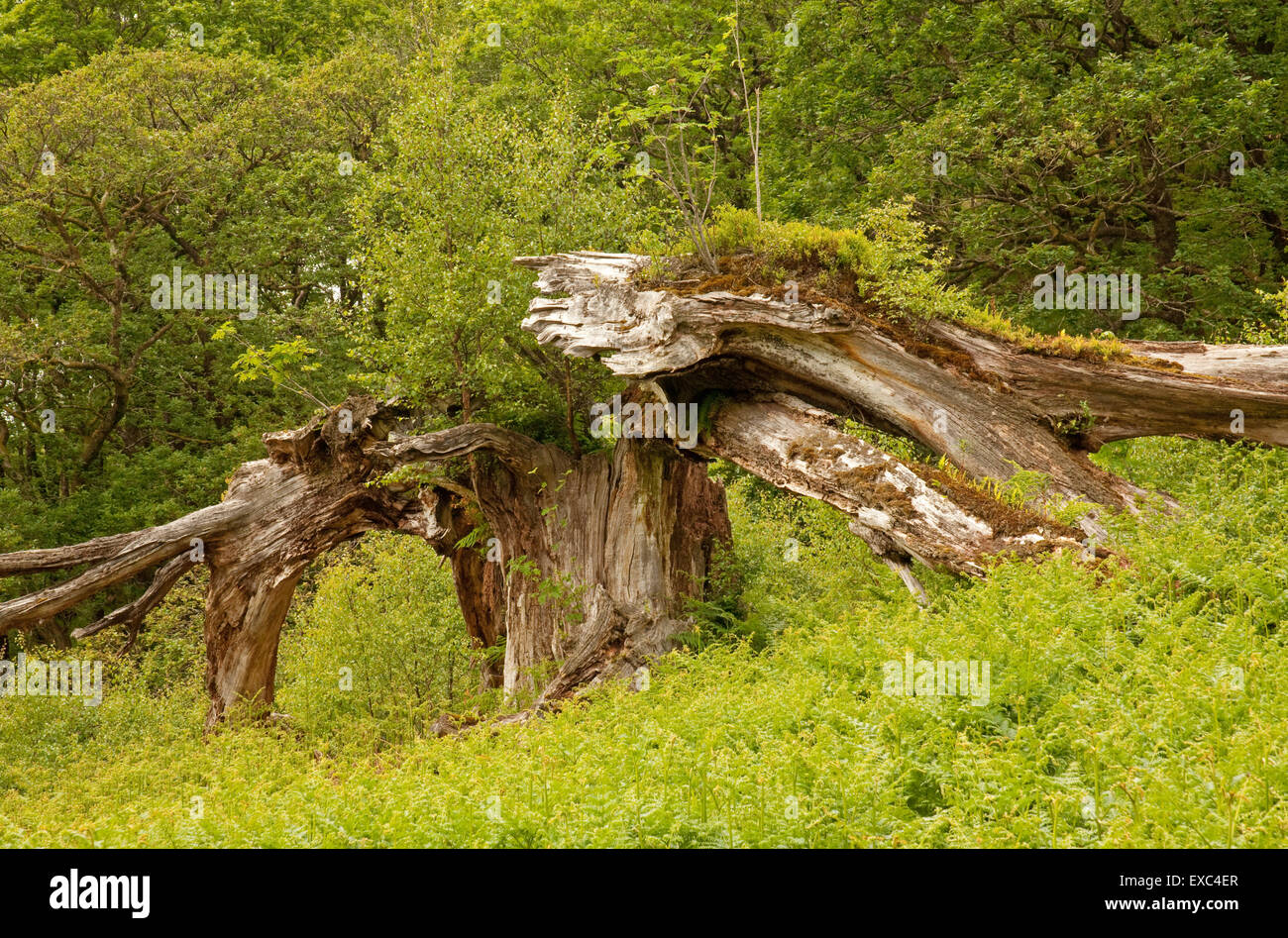 Oak tree stump hi-res stock photography and images - Alamy