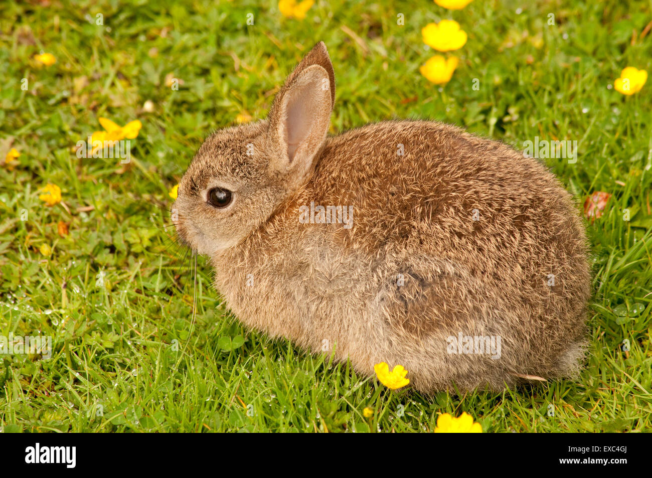 Young rabbit wildlife hi-res stock photography and images - Alamy