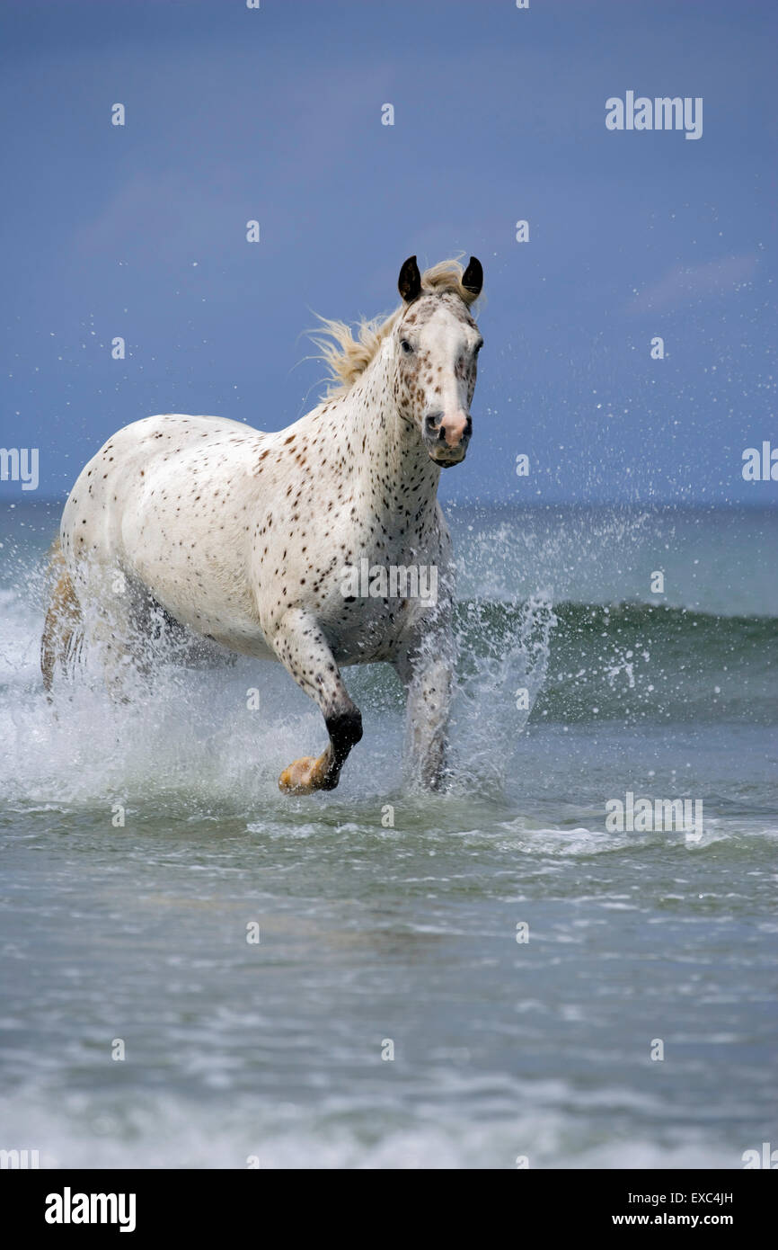 Horses Splashing In Water Stock Photos & Horses Splashing In Water ...