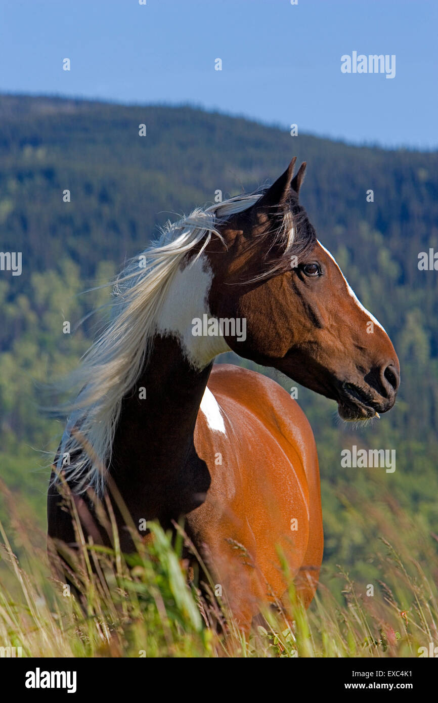 Pinto Arabian Gelding standing in meadow, portrait closeup Stock Photo ...