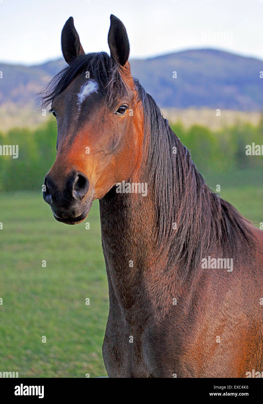 Bay Arabian Mare at pasture portrait Head, closeup Stock Photo - Alamy