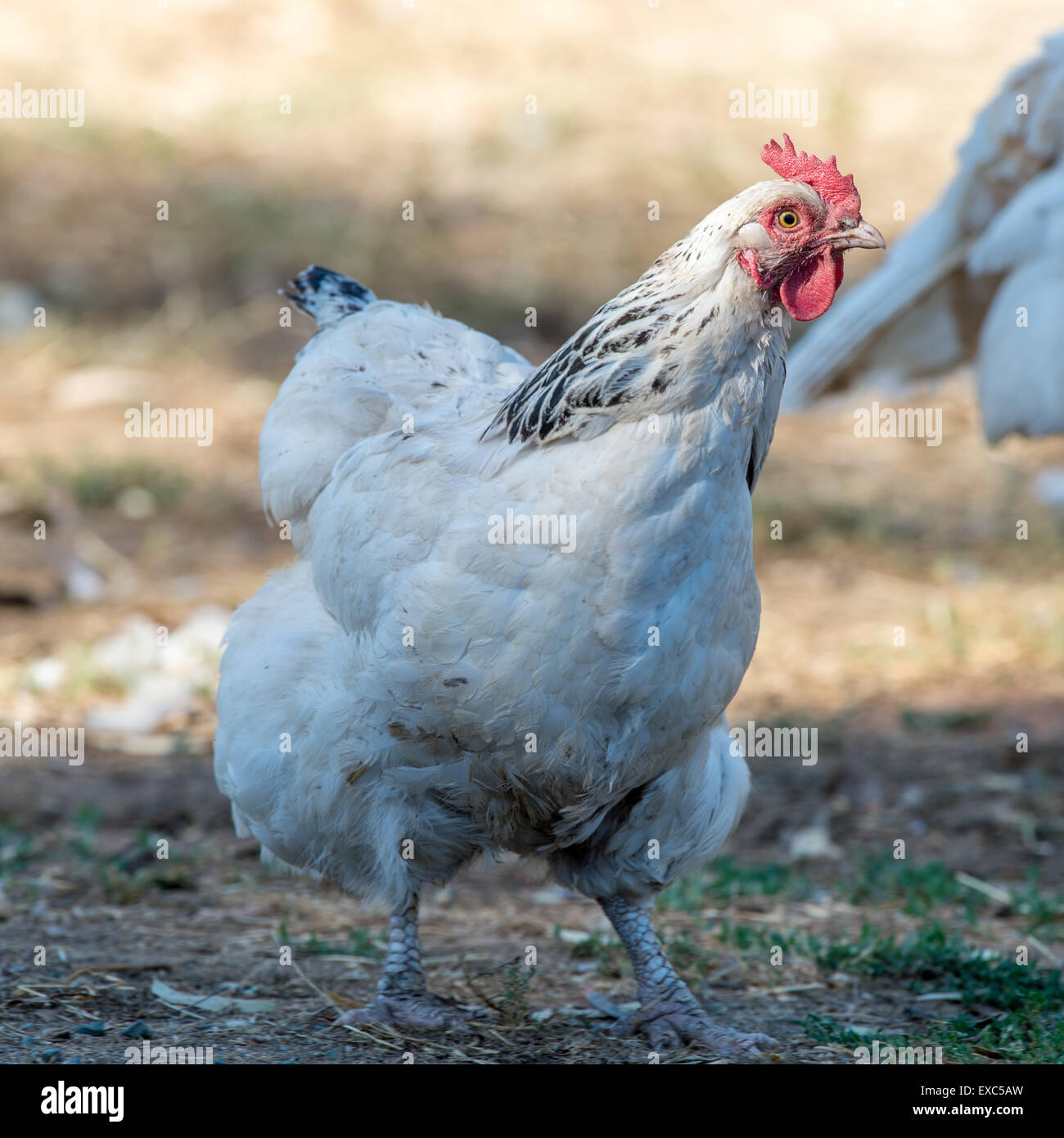 White chicken hi-res stock photography and images - Alamy
