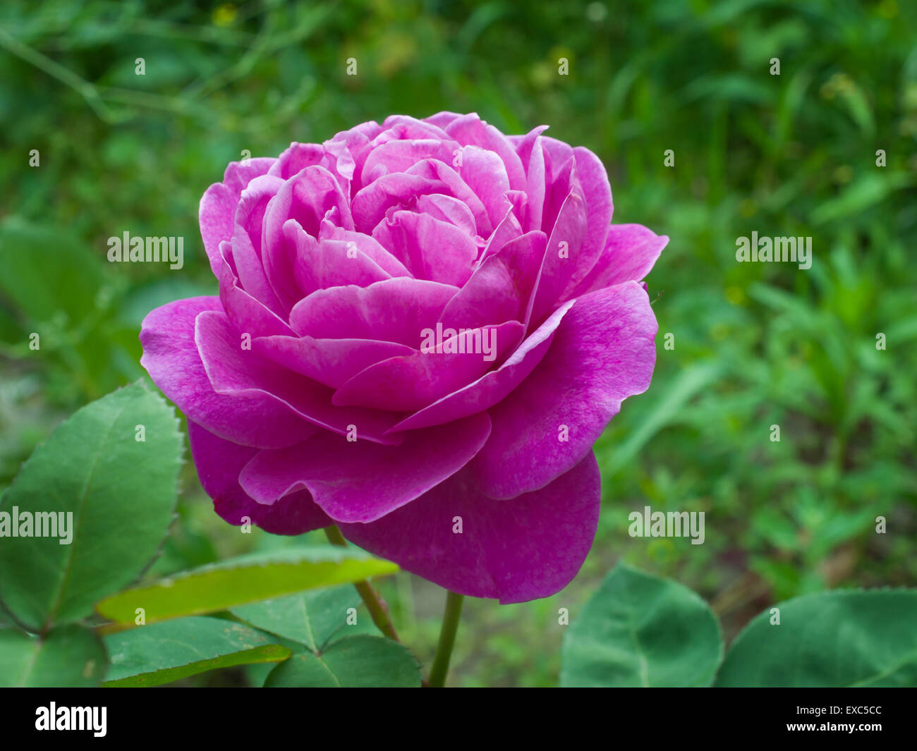 Light pink floribunda rose hi-res stock photography and images - Alamy