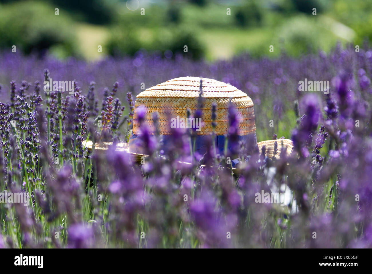 Lordington Lavender Farm, Lordington, Chichester, West Sussex, UK. 10th ...