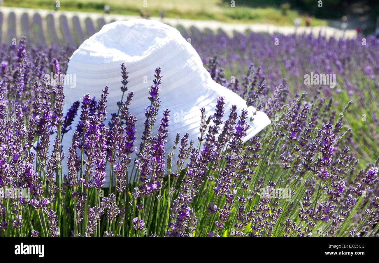 Lordington Lavender Farm, Lordington, Chichester, West Sussex, UK. 10th ...