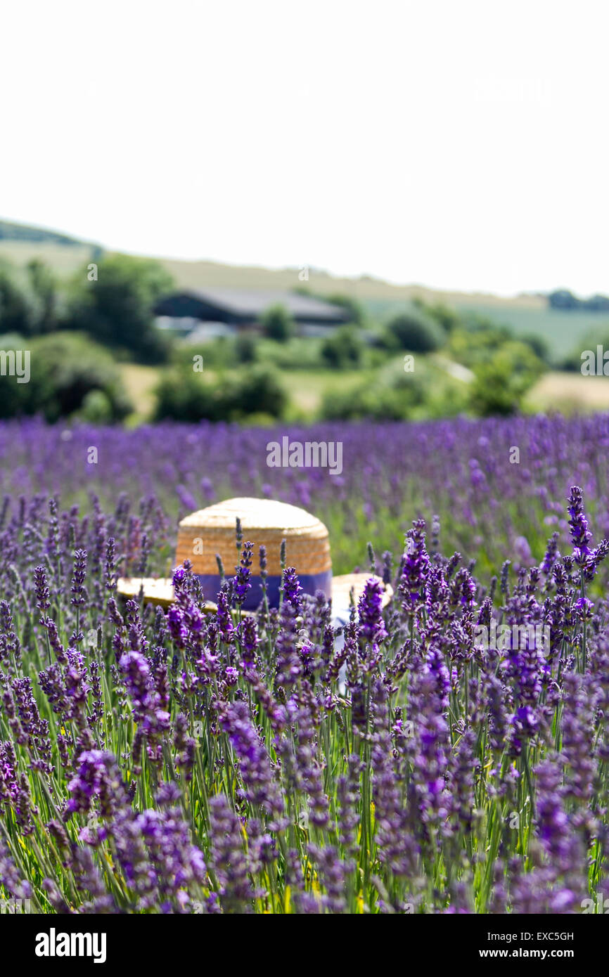 Lordington Lavender Farm, Lordington, Chichester, West Sussex, UK. 10th ...