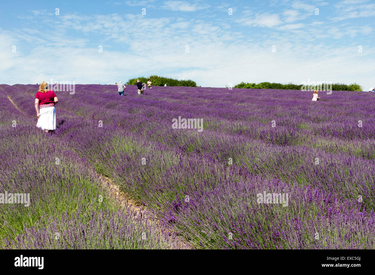 Lordington Lavender Farm, Lordington, Chichester, West Sussex, UK. 10th ...