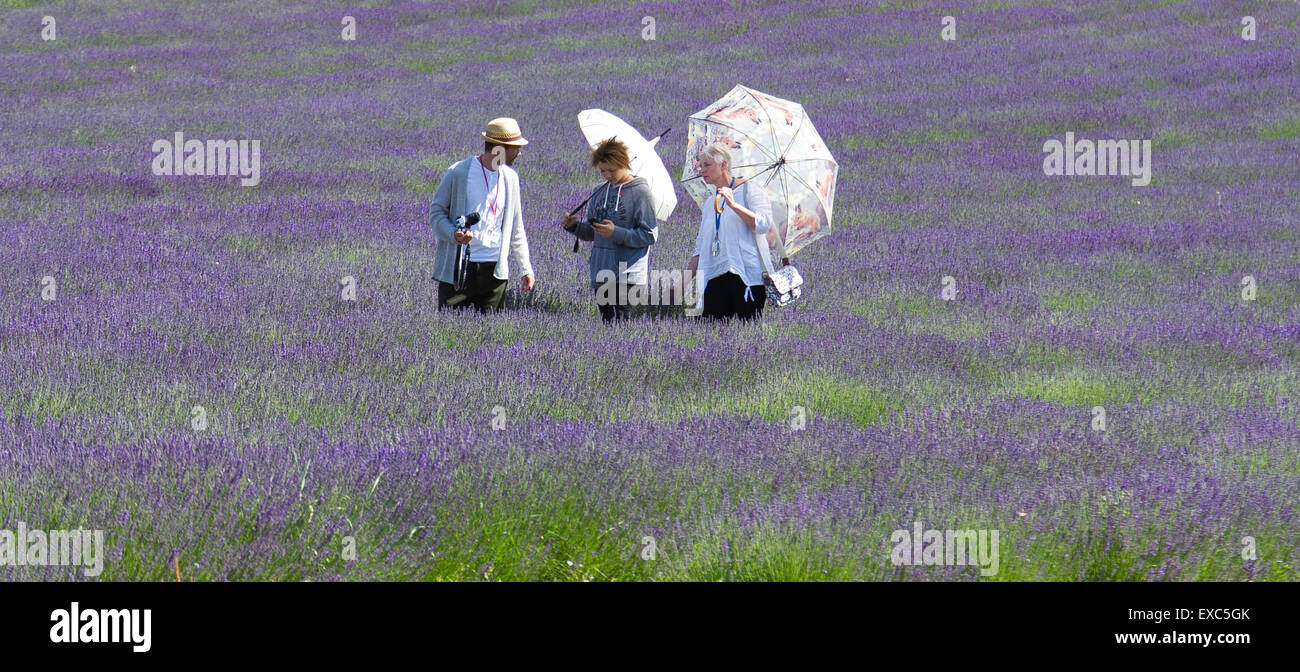 Lordington Lavender Farm, Lordington, Chichester, West Sussex, UK. 10th ...