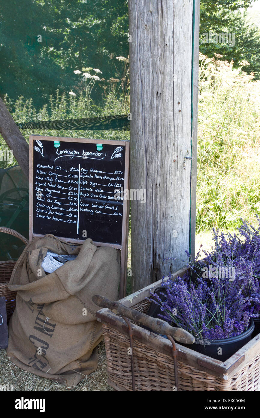 Lordington Lavender Farm, Lordington, Chichester, West Sussex, UK. 10th ...
