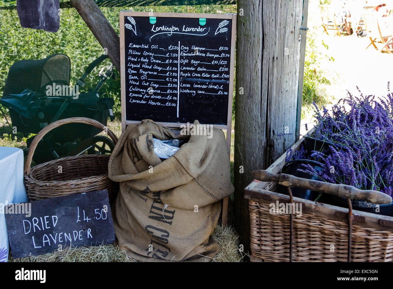 Lordington Lavender Farm, Lordington, Chichester, West Sussex, UK. 10th ...