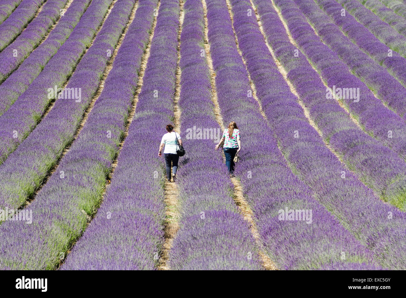 Lordington Lavender Farm, Lordington, Chichester, West Sussex, UK. 10th ...