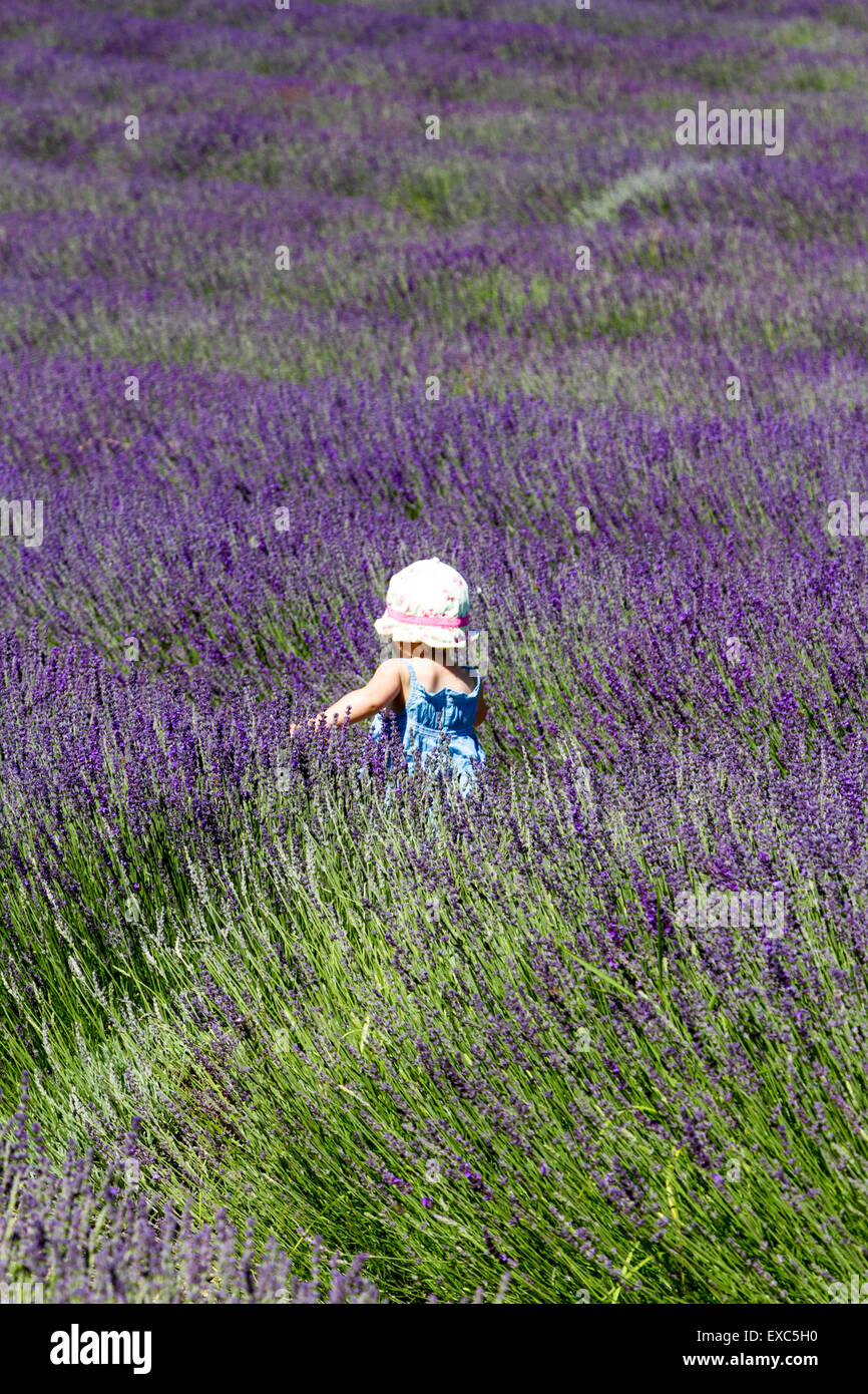 Lordington Lavender Farm, Lordington, Chichester, West Sussex, UK. 10th ...