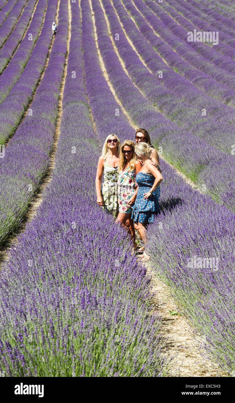 Lordington Lavender Farm, Lordington, Chichester, West Sussex, UK. 10th ...