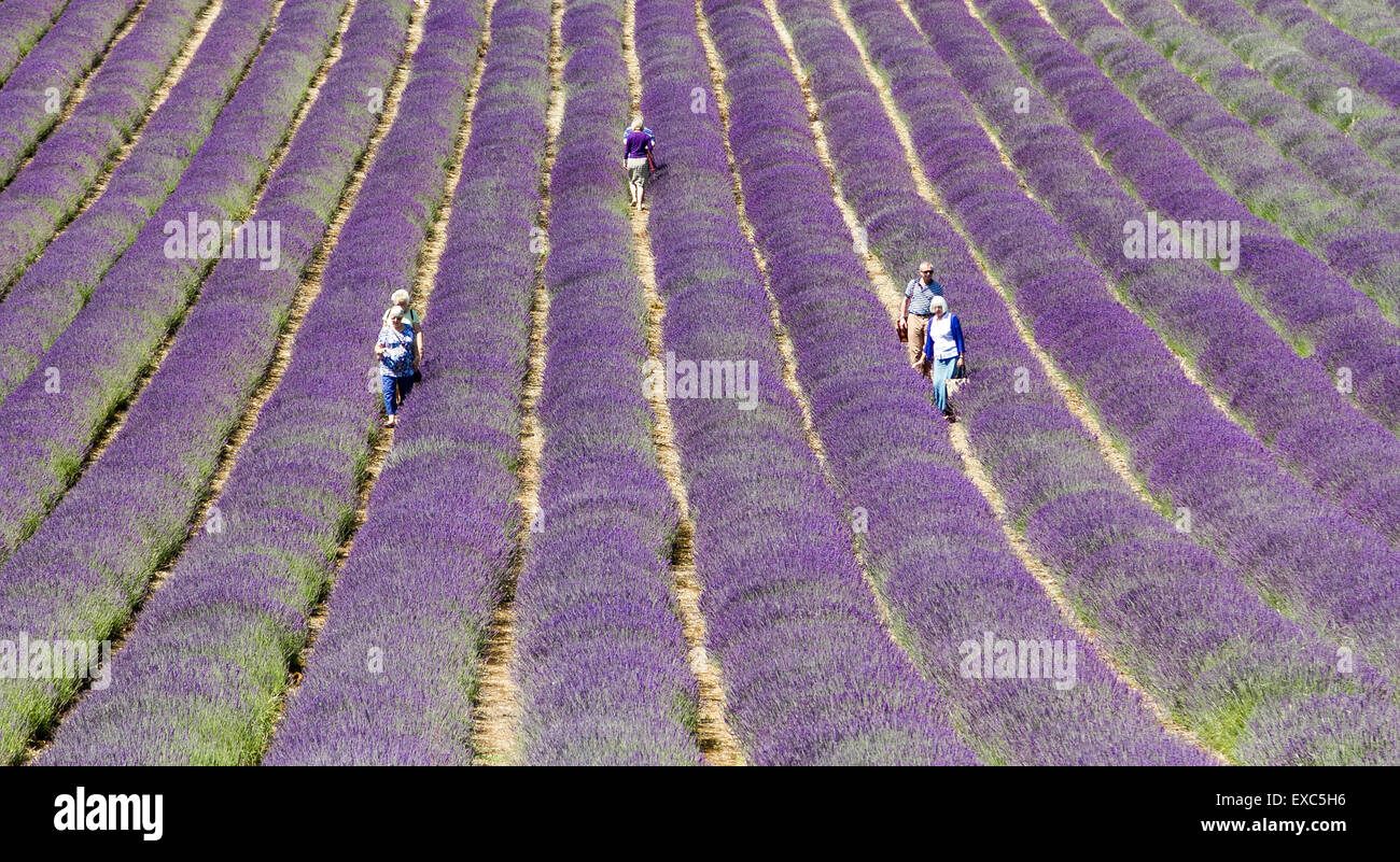 Lordington Lavender Farm, Lordington, Chichester, West Sussex, UK. 10th ...