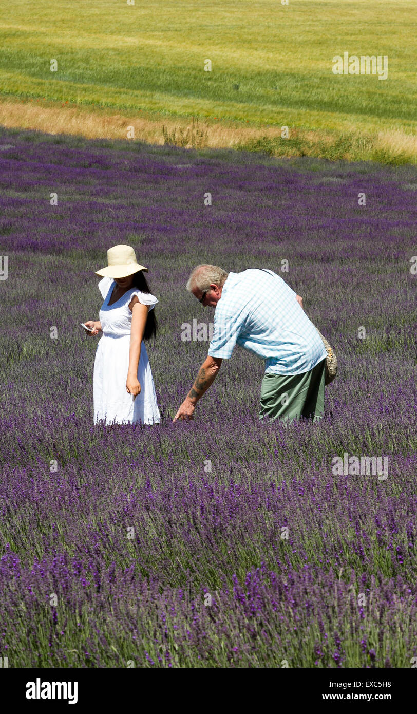 Lordington Lavender Farm, Lordington, Chichester, West Sussex, UK. 10th ...