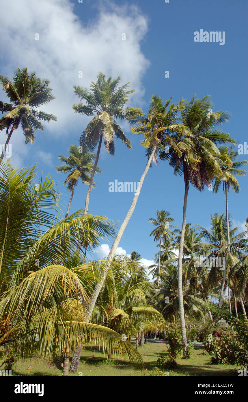 The crowns of palm trees in the jungle, Praslin Island, Seychelles ...