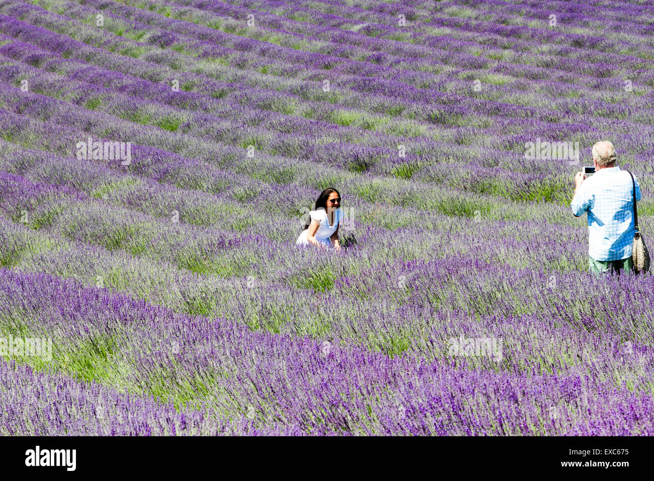 Lordington Lavender Farm, Lordington, Chichester, West Sussex, UK. 10th ...