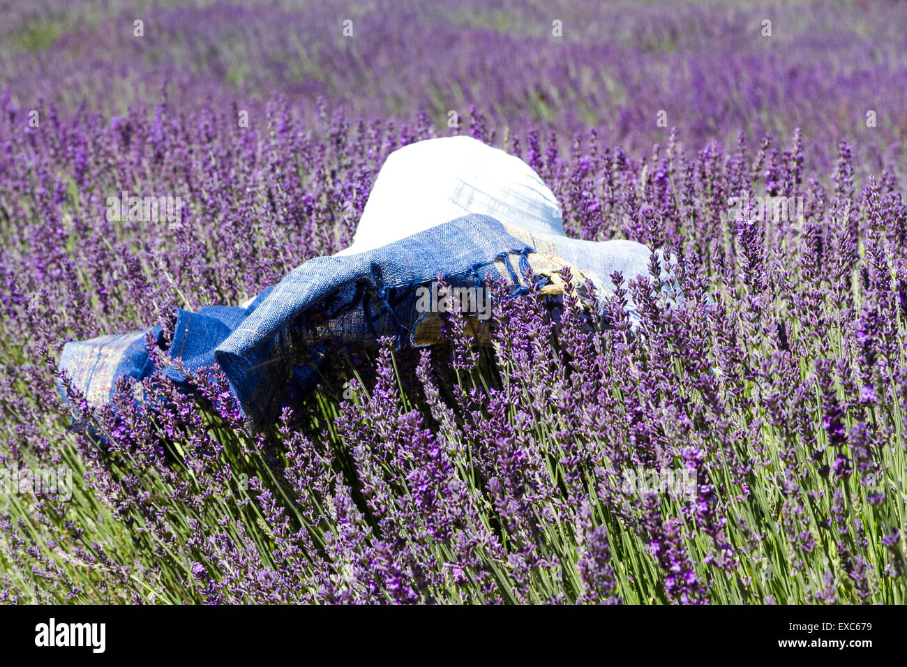 Lordington Lavender Farm, Lordington, Chichester, West Sussex, UK. 10th ...