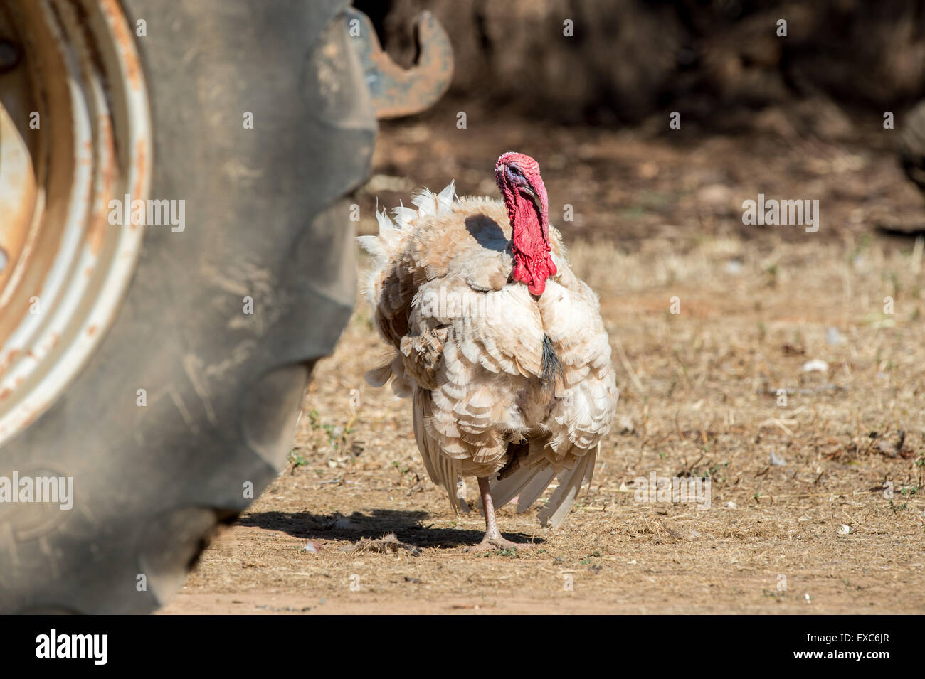 Turkey on the farm Stock Photo - Alamy