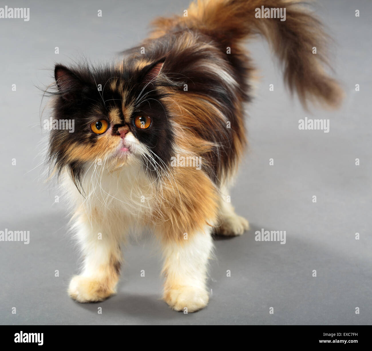 Closeup of a persian cat with brown eyes and long hair, isolated on ...
