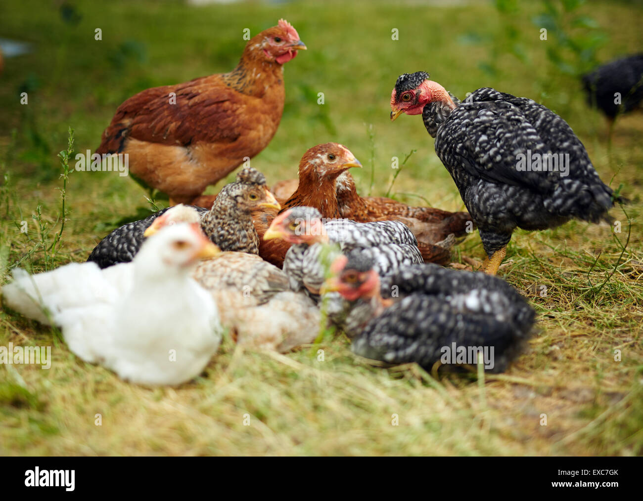 Chickens group hi-res stock photography and images - Alamy