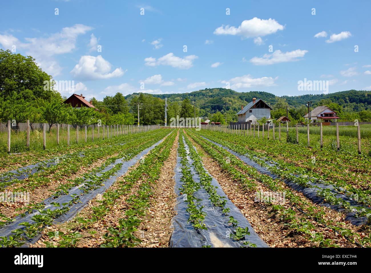 Home grown strawberry fields in the countryside Stock Photo - Alamy