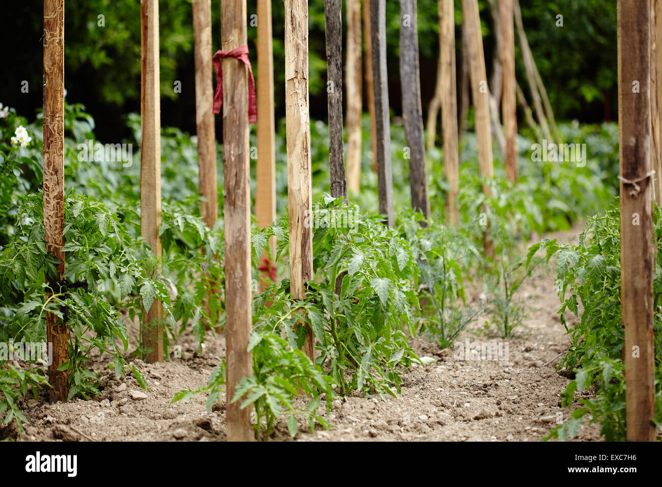 Rows of tomato plants in a garden Stock Photo - Alamy