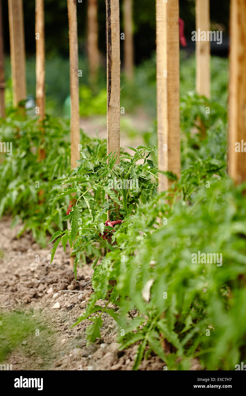 Rows of tomato plants in a garden Stock Photo - Alamy