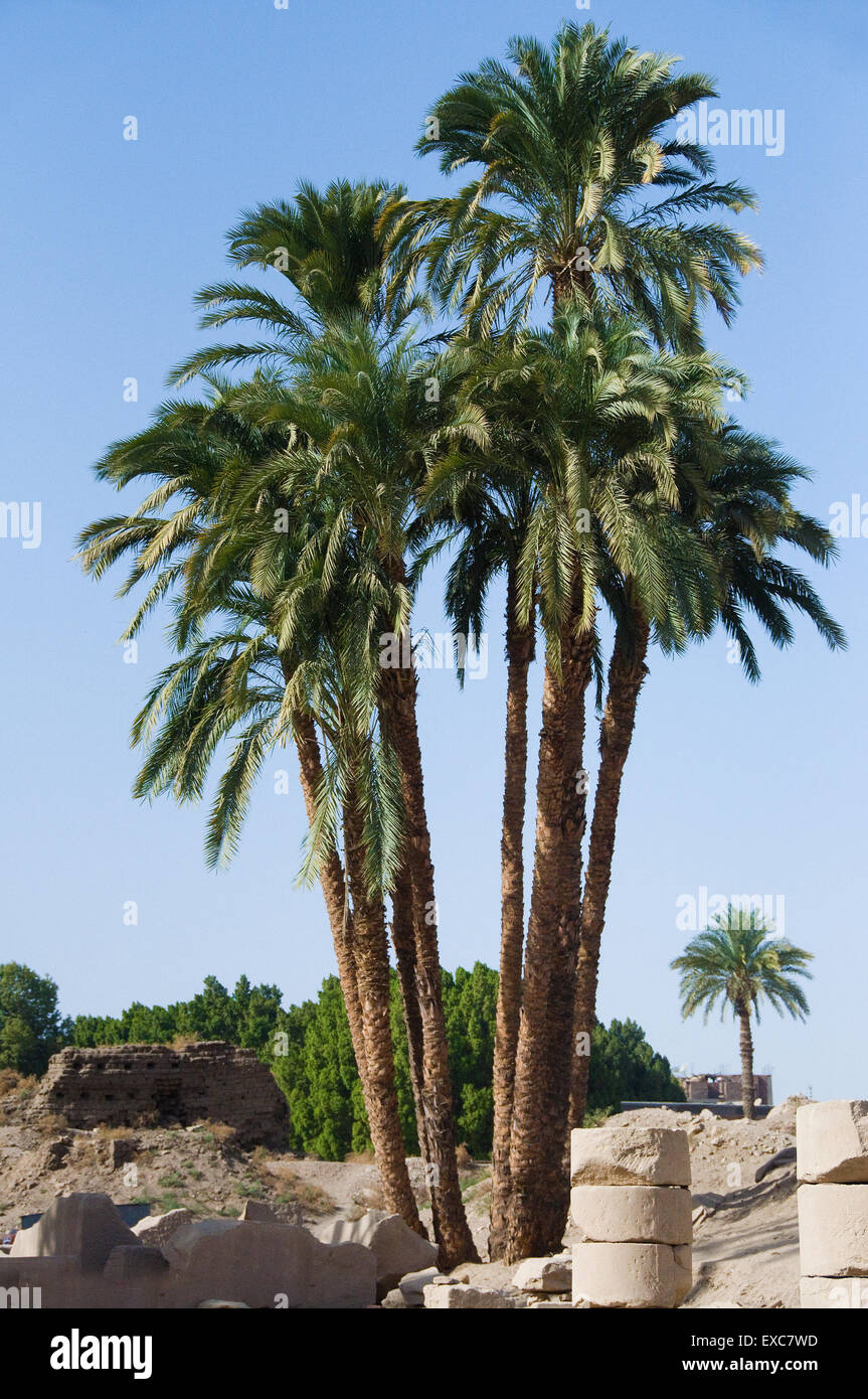 Sacred Trees On The Grounds Of Taiqing Gong Temple