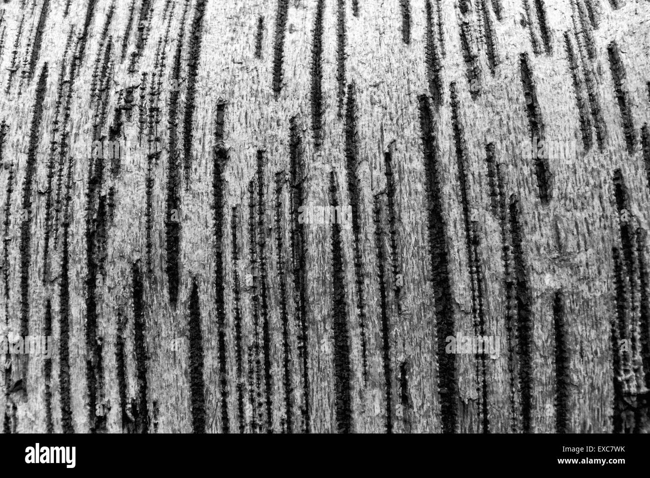 Beech tree bark Black and White Stock Photos & Images - Alamy