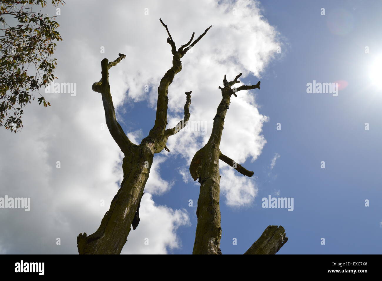 Tree eerie hi-res stock photography and images - Alamy