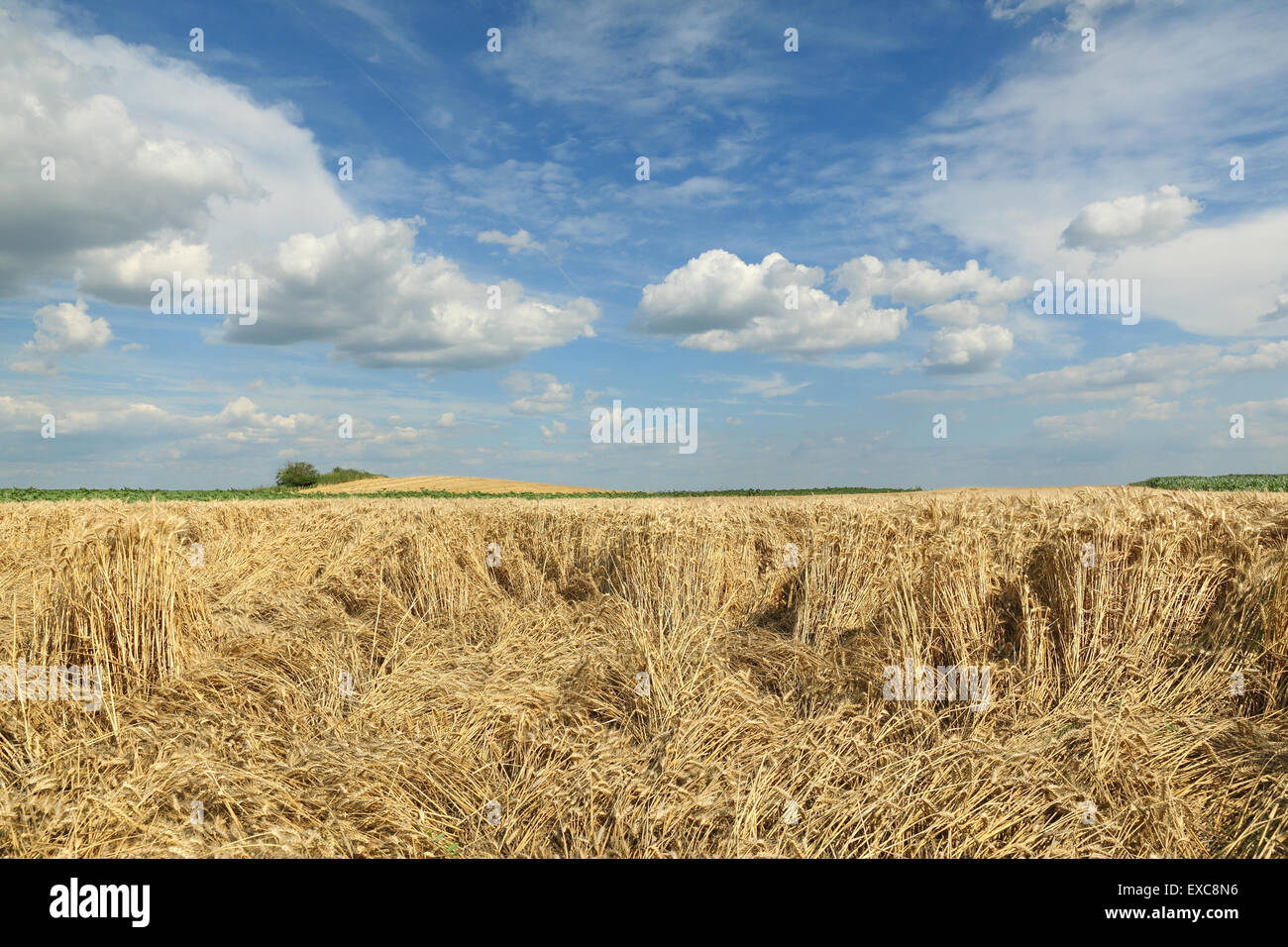 Storm Damaged Crop Stock Photos & Storm Damaged Crop Stock Images - Alamy