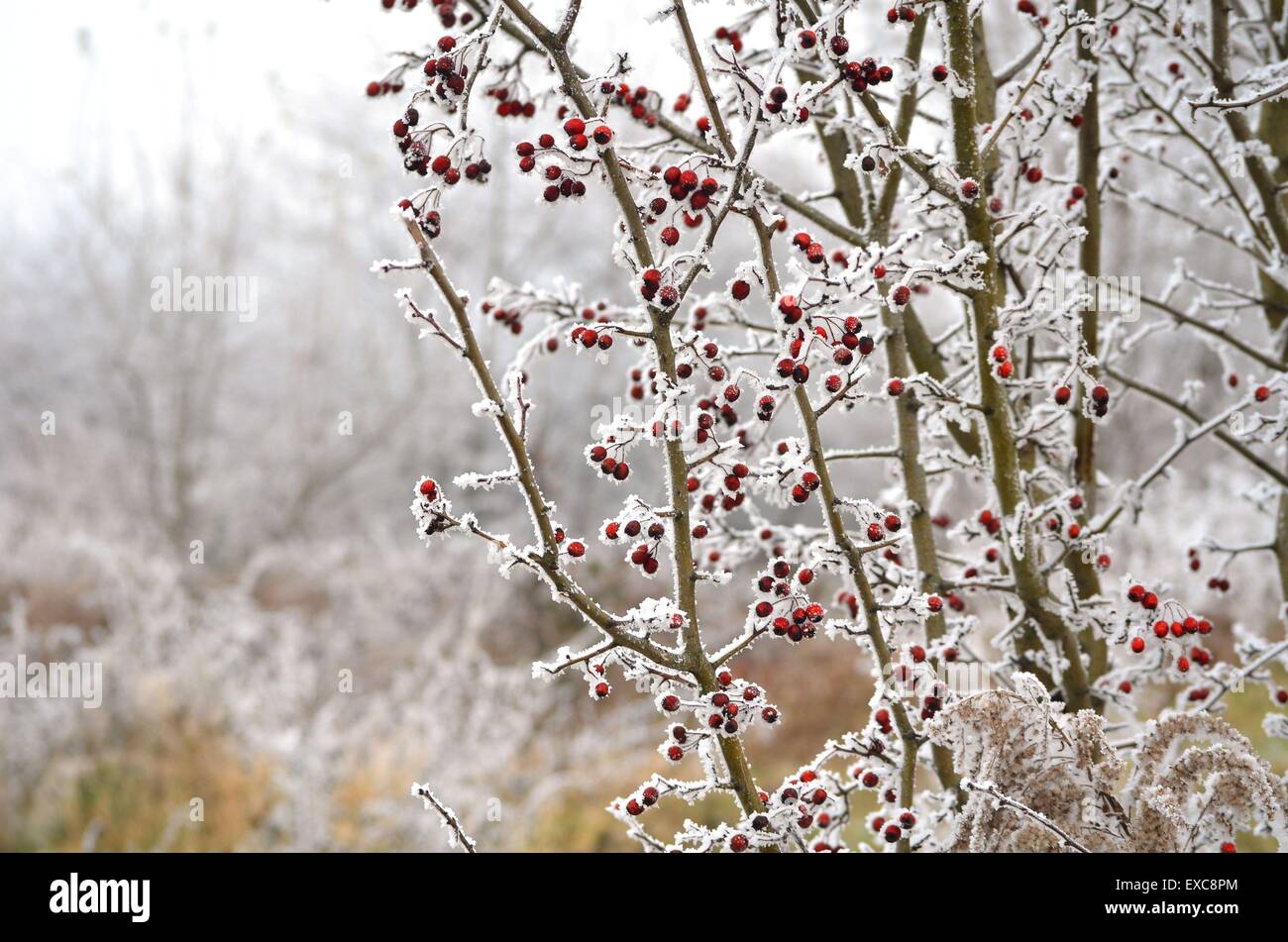 On berry branch in winter hi-res stock photography and images - Alamy