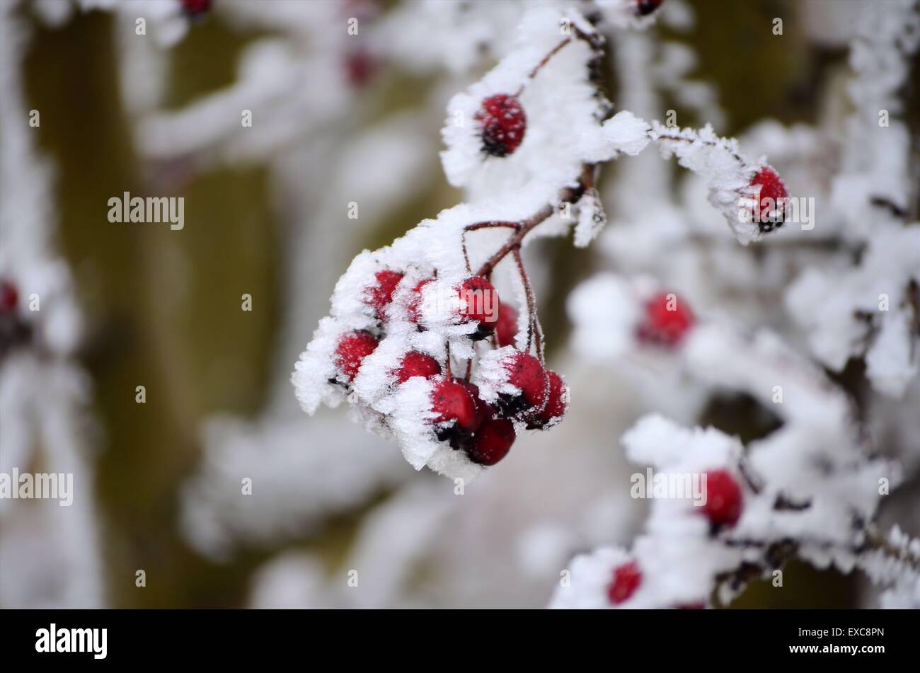 Frozen viburnum hi-res stock photography and images - Alamy