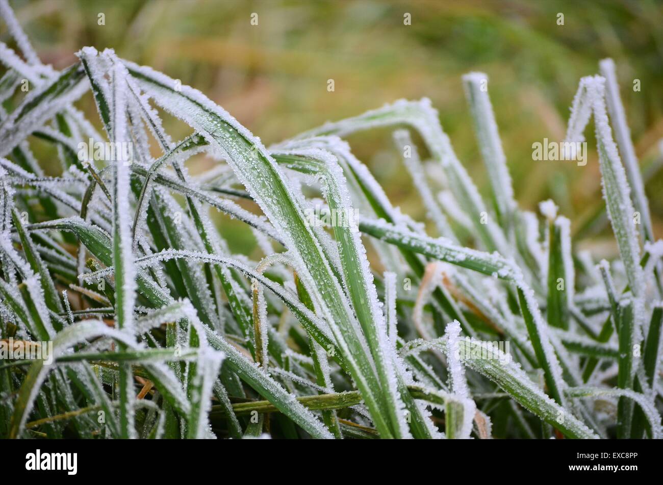 Frozen grass up close hi-res stock photography and images - Alamy