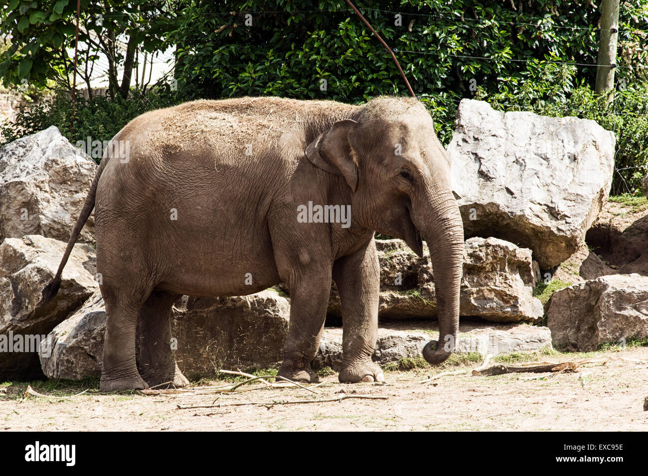 Feelings of an elephant hi-res stock photography and images - Alamy