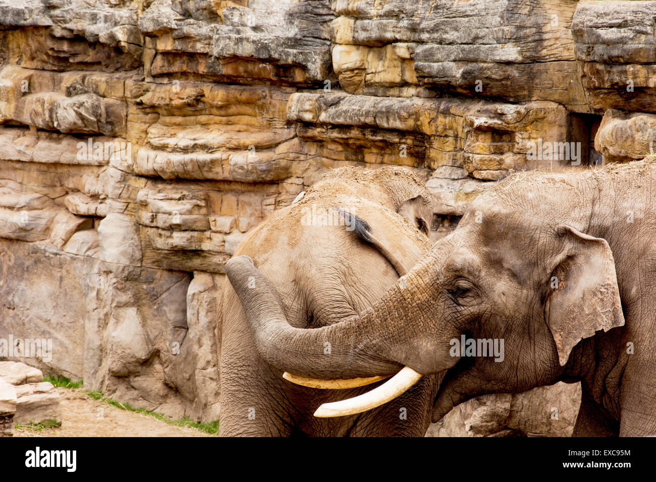 Feelings of an elephant hi-res stock photography and images - Alamy
