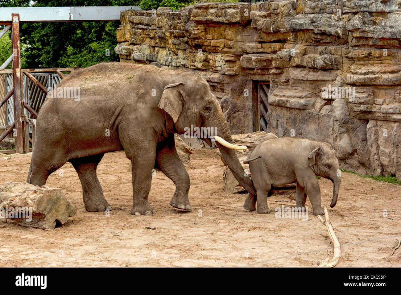 Feelings of an elephant hi-res stock photography and images - Alamy