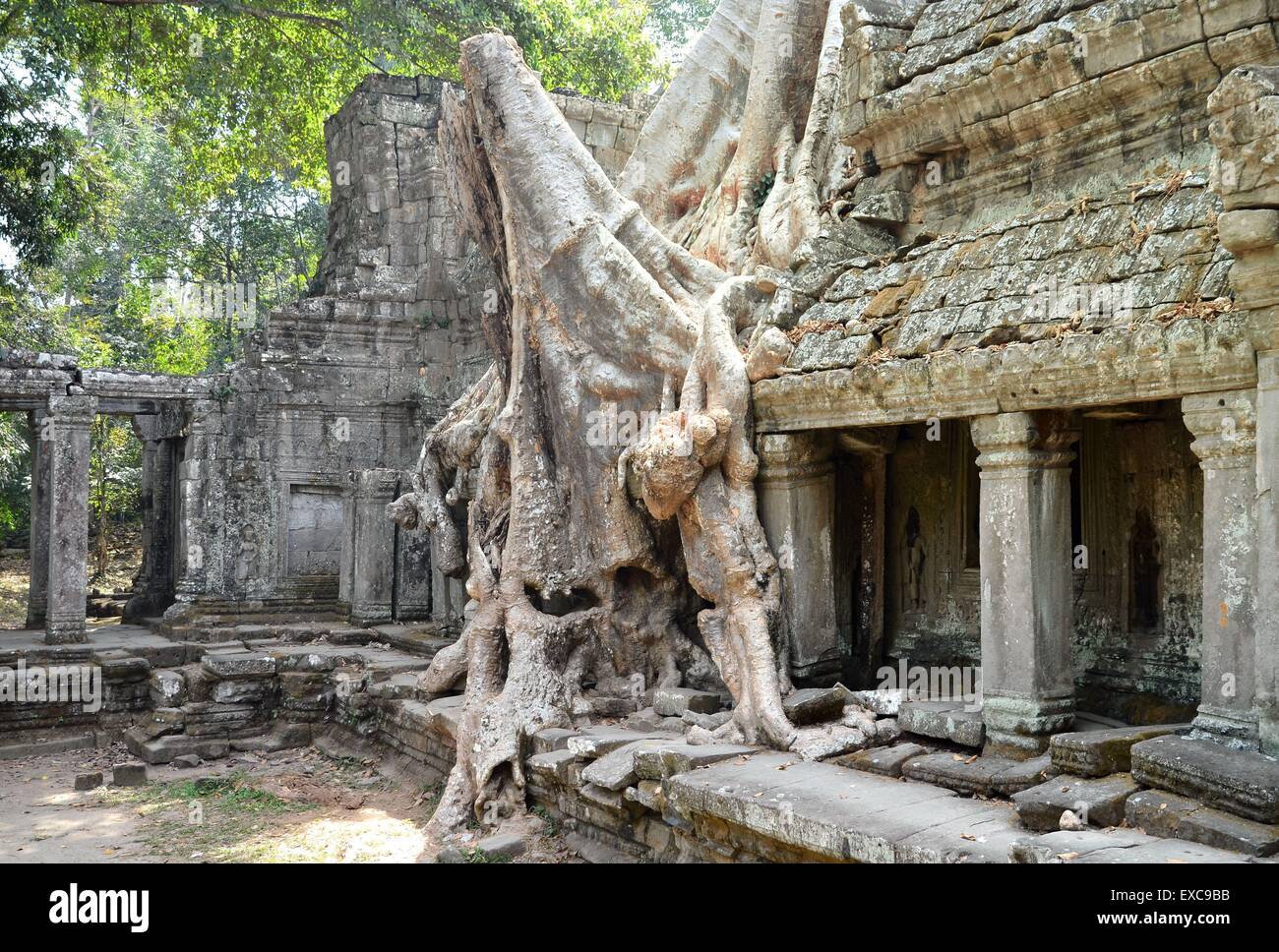 Ta Prohm Angkor Wat Cambodia Stock Photo - Alamy