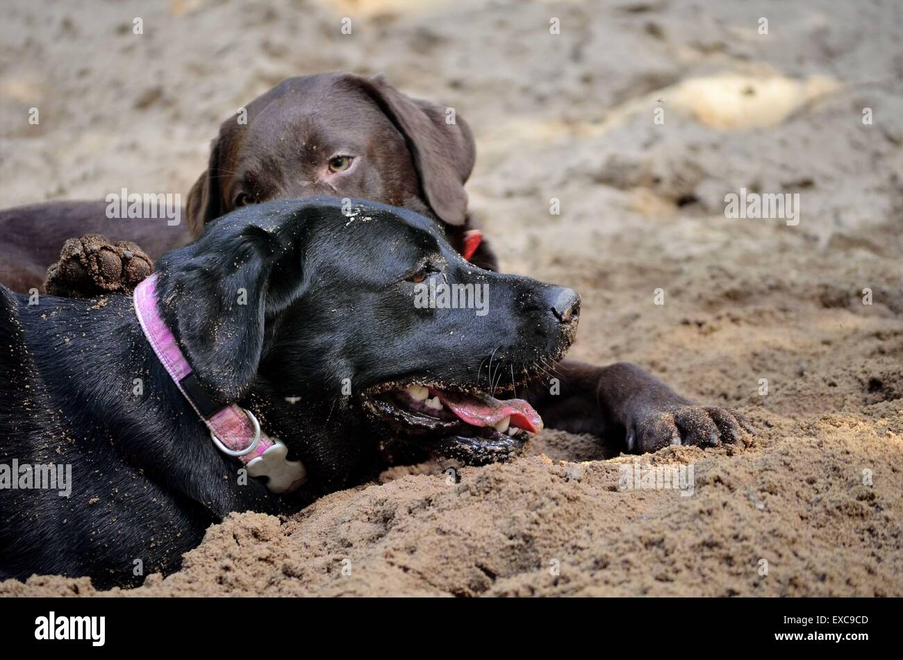 Happy black labradors hi-res stock photography and images - Alamy