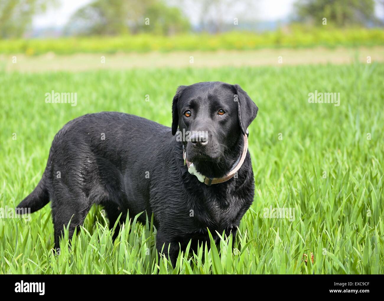 Labrador games hi-res stock photography and images - Alamy