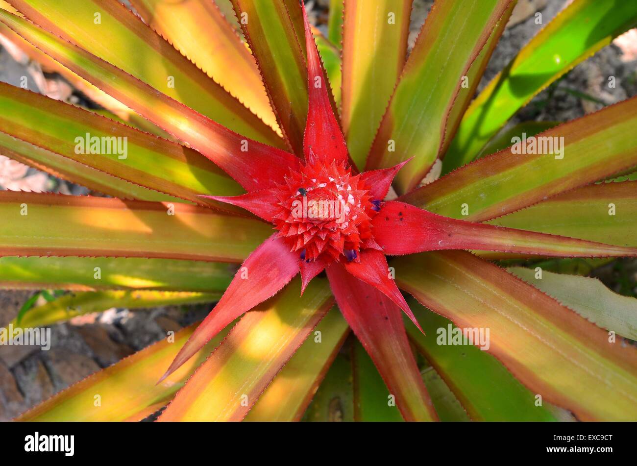 Pineapple flowers hi-res stock photography and images - Alamy