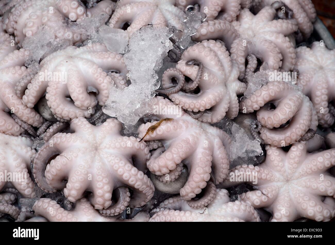 octopus on market in Vietnam Stock Photo - Alamy