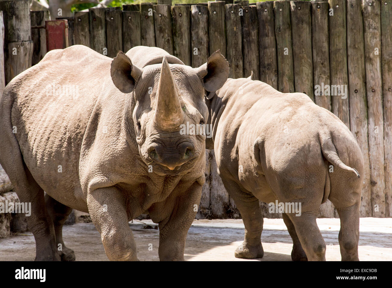 Rhino captivity hi-res stock photography and images - Alamy